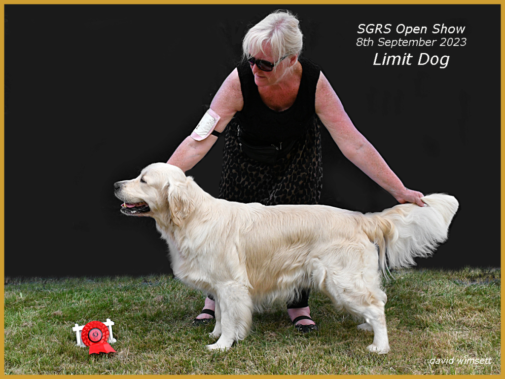 8th September 2023 Open Show | Southern Golden Retriever Society