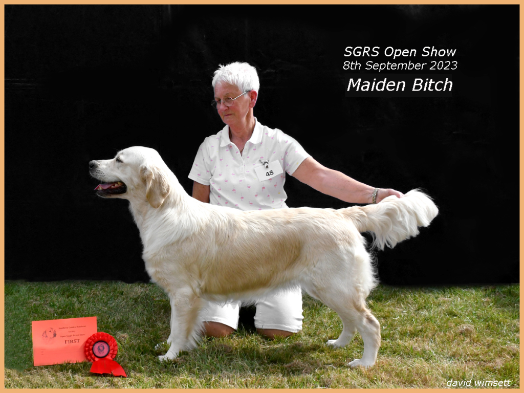 8th September 2023 Open Show | Southern Golden Retriever Society